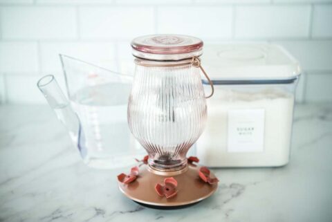 How To Make Hummingbird Nectar Easily (Hummingbird Nectar Recipe)
