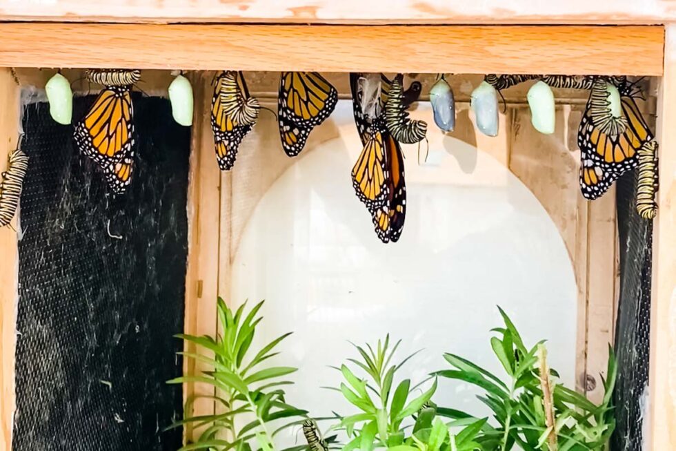 How To Raise A Monarch Butterfly Caterpillar