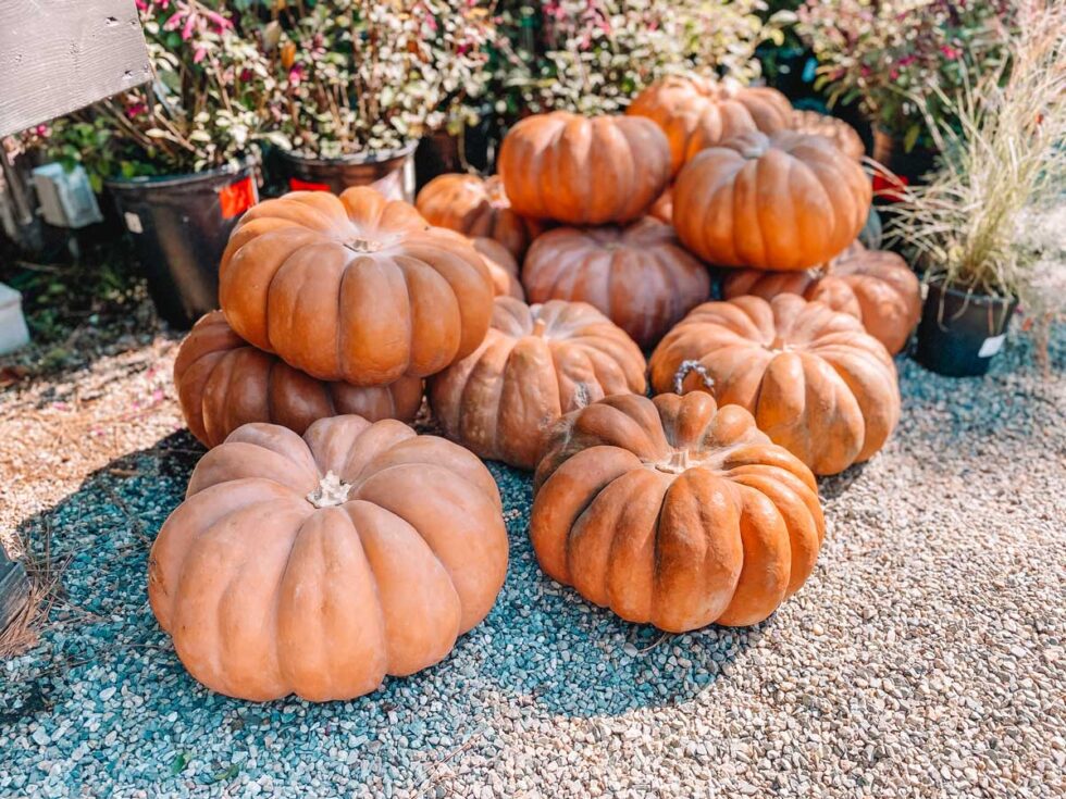 The BEST Pumpkins For Pies, Baking, & Cooking