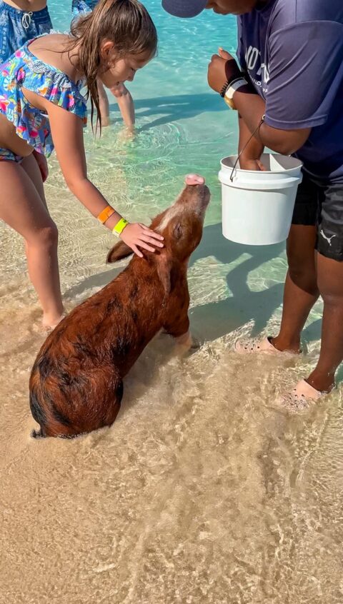 BEST Way To Go Swimming With Pigs In Nassau Bahamas