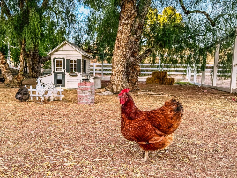 This Amazing Temecula Bed And Breakfast Even Has Chickens For Your Morning Eggs