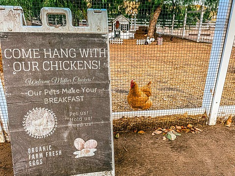 This Amazing Temecula Bed And Breakfast Even Has Chickens For Your ...