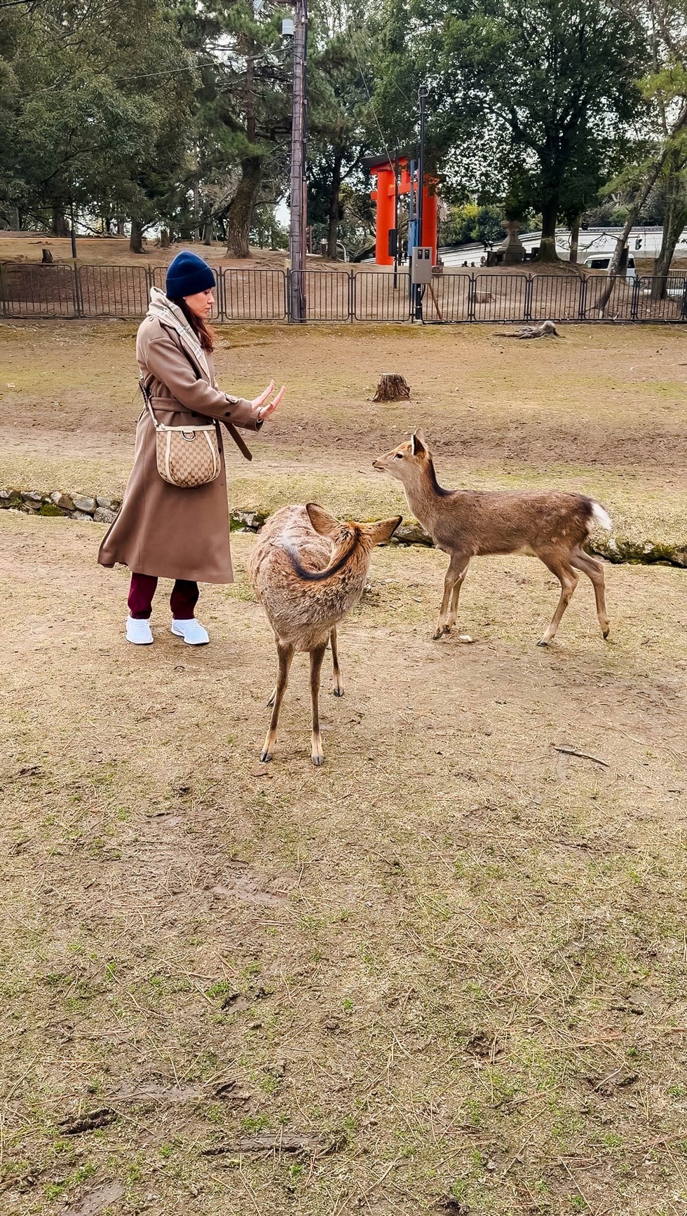 Nara Deer Tips: How To Interact Safely And Have The Best Experience