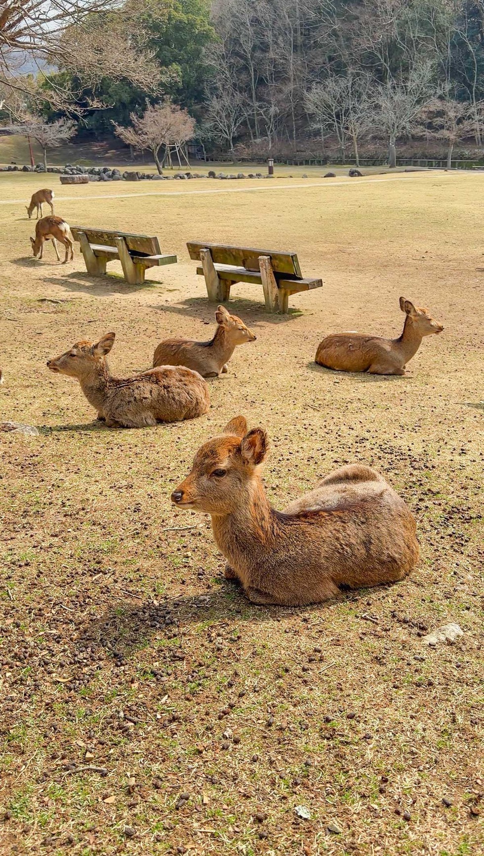 Nara Deer Tips: How To Interact Safely And Have The Best Experience