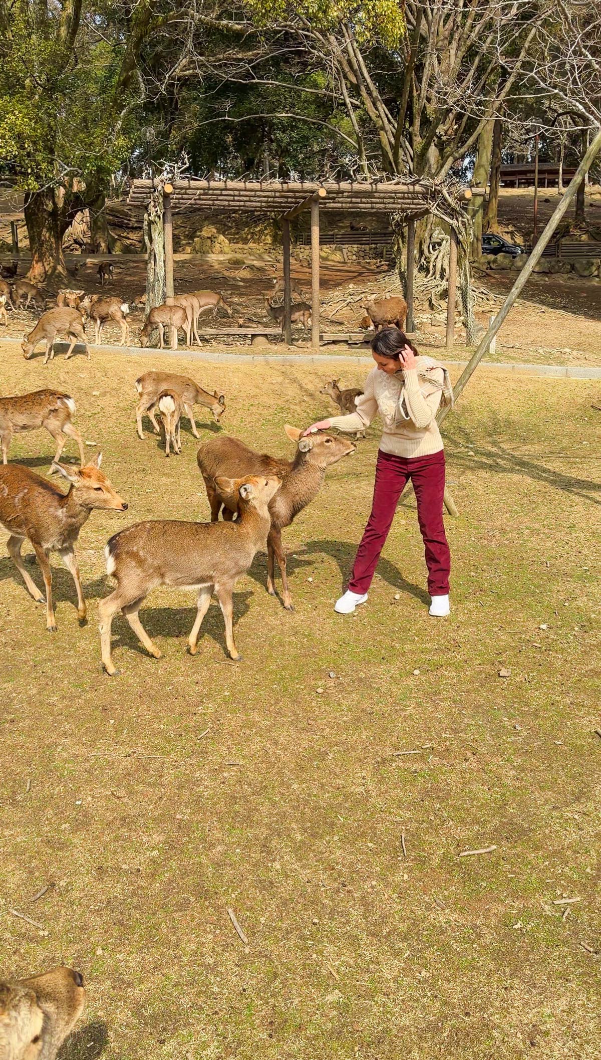 Nara Deer Tips: How To Interact Safely And Have The Best Experience